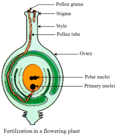 Fertilization In Plants | Fun Science